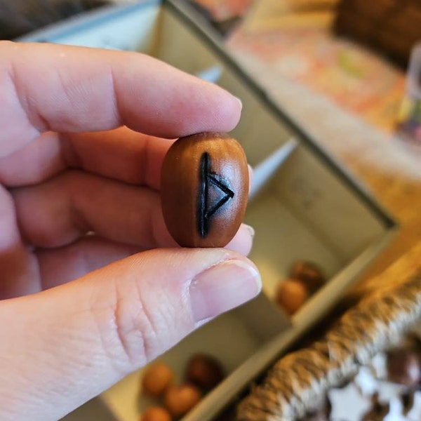 2025 Germinated Utah Red Oak Acorn Sprouted Sets for Growing Northern ...