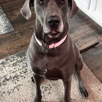 Pink Personalized Dog Collar Lead Bow, Puppy Collar for Wedding Gift ...