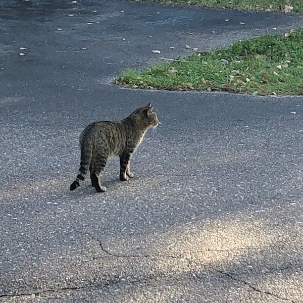 No More Ant's Dog & Cat Bowl, Moat Meal Ant-proof Pet Bowl - Etsy