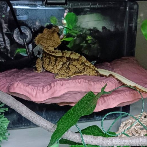 Pink Princess Philodendron Ledge for 0.5oz Deli Cup | Crested Gecko ...