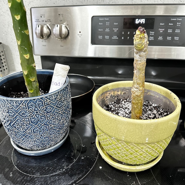 Cardboard Palm Tree Live Plant - Etsy