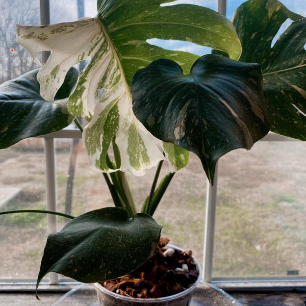 Orchid Repotting Kit With Fine Fir Bark Mix and 4" Clear Round Slotted ...