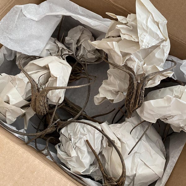 16 Dried Devil's Claw, Ram's Horn Pods for Crafts Floral Arrangements ...