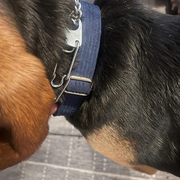 Personalized Leather Dog Collar, Designer Dog Collar, Leather Green Dog ...