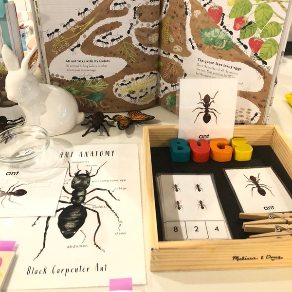 Ant Anatomy | Homeschool Printables | Homeschool Resources | Ant ...