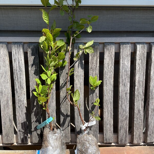 1 Jewel Black Raspberry Plant. Midseason. Zones 4-8. Live Rooted ...