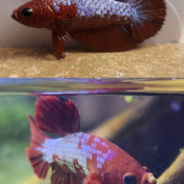 Fake Snail Aquarium - Etsy