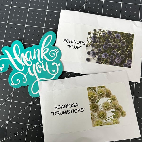 Queen Anne's Lace 'green Mist ' 50/pkt - Etsy