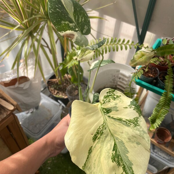 Monstera Deliciosa White Snow 6 - Etsy