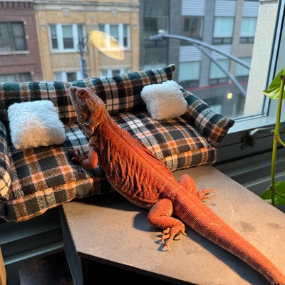 Bearded Dragon Couch Bearded Dragon Bed Bearded Dragon Giant Sofa Chair ...