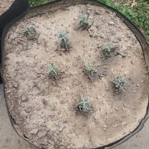 4 Lavandula Angustifolia 'lavance Deep Purple Lavender Starter ...