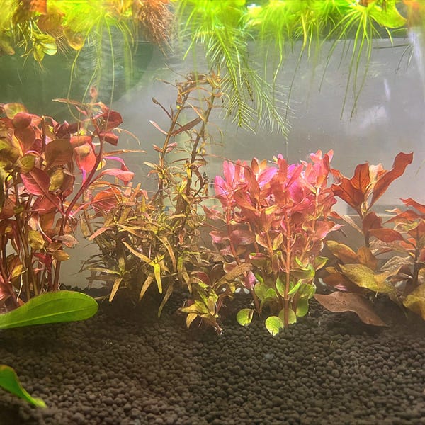 Christmas Moss on Coconut Shell Bridge Live Foreground Plant Moss - Etsy