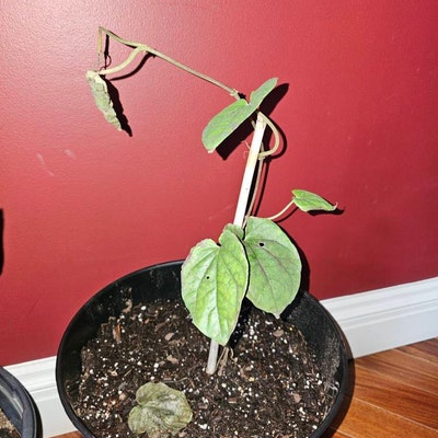 CALOTROPIS GIGANTEA Giant / Madar/ Milkweed Tree Plant - Etsy