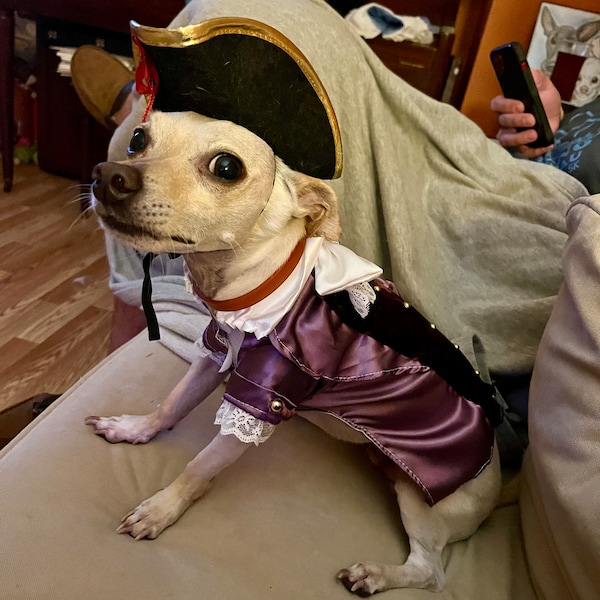 Dog Costume, Dog Thomas Jefferson Costume, Thomas Jefferson, Dog ...