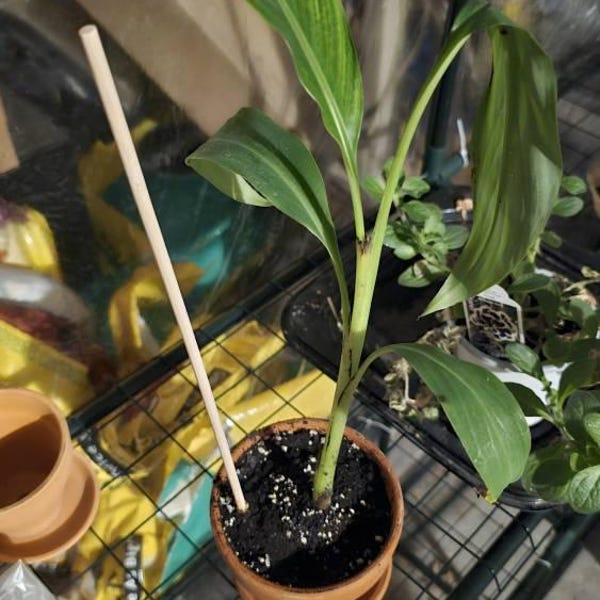 Voodoo Queen**small Rooted Tropical Hibiscus Starter Plant**ships Bare ...