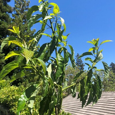 Avocado Tree Cuttings 5 Scions Fresh Cut and Organic 15 Long Message Me ...