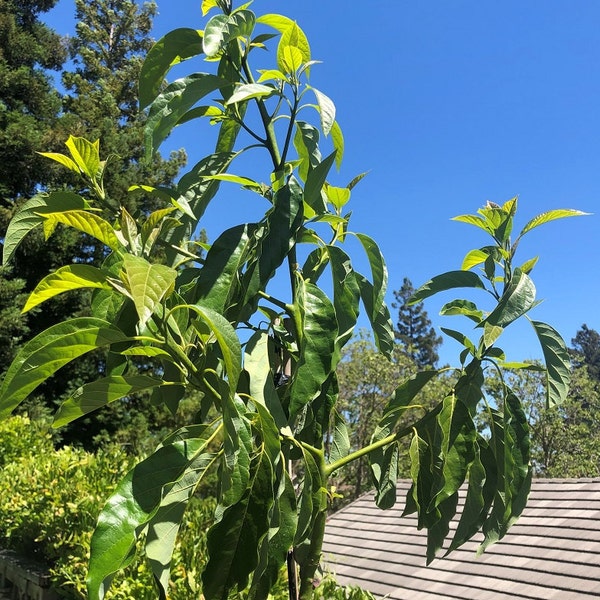 Avocado Tree Cuttings 5 Scions Fresh Cut and Organic 15” Long Message ...