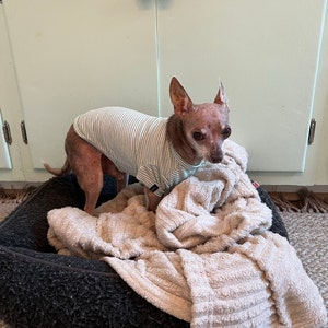 Daisy Chiffon Crop Top XS-2XL Dog-shirts Dog Top Dog - Etsy