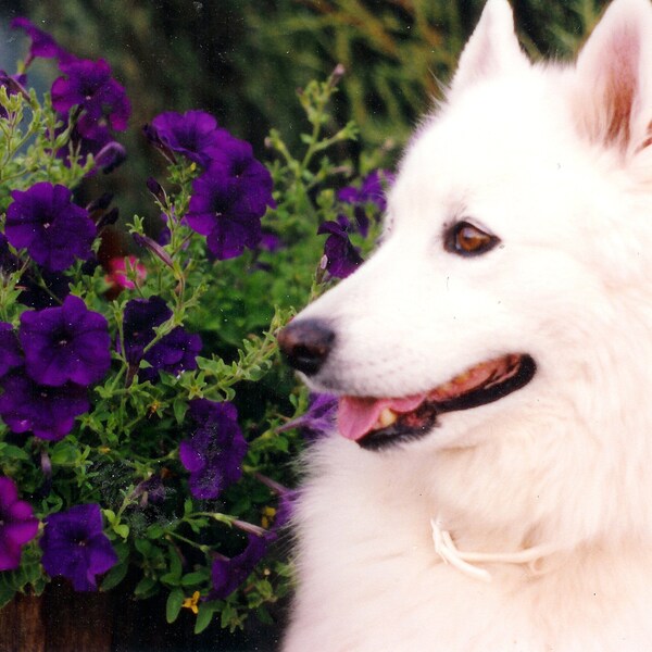 Deluxe Safety Razor Sets - Etsy