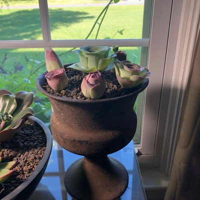 Lithops Aucampiae Rudesheim Ruby 10 Seeds - Etsy