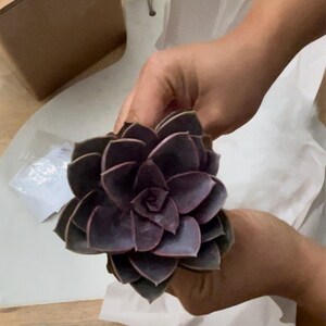 Crassula Ovata-gollum Jade Succulent, ogre Ears, shrek Plant, Ets ...