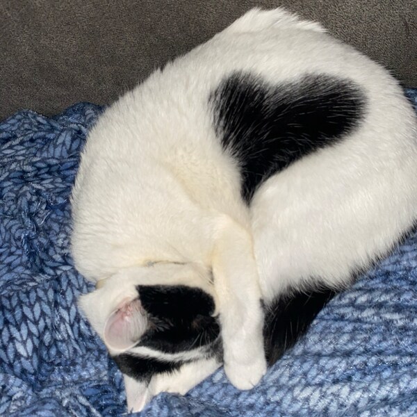 Broadleaf Plantain (plantago Major) Seeds, Organically Grown - Etsy