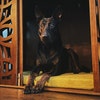 Modern Dog Kennel Triple Small Dog Crate With Sliding Door With a Latch ...