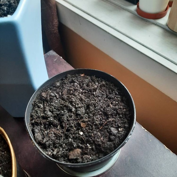 Pink Princess Symphony Caladium Live Bulb, Starter Plant for Spring ...
