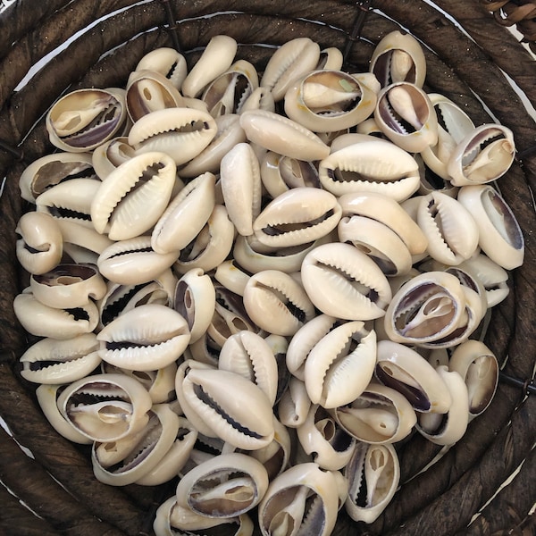 100 African Cowrie Shells: SMALL to Medium Mixed Size, Sliced for ...
