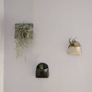 Tillandsia Bulbosa Alien Air Plant - Etsy