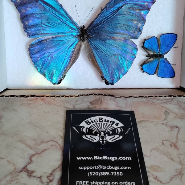Morpho Adonis Blue Butterfly Peru - Etsy