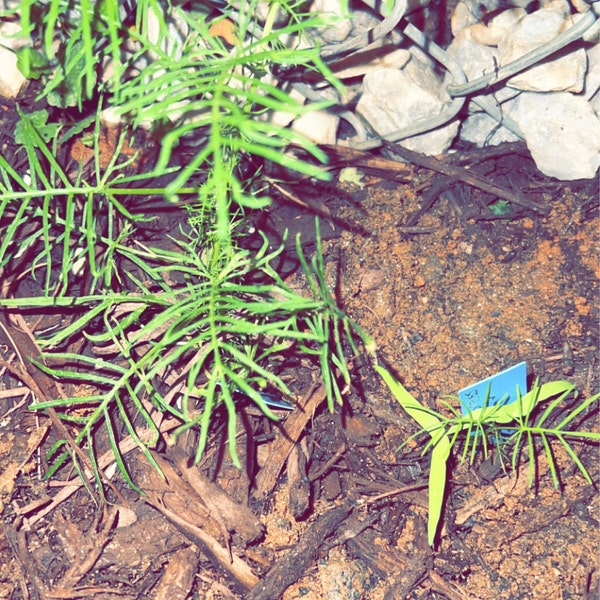 Sunset Snappy Blanket Flower Perennial Seeds - Etsy