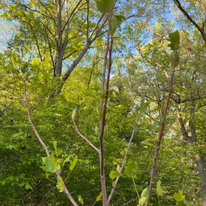 Tulip Poplar Tree Live Plant Shipped 3 to 4 Feet Tall by DAS Farms no ...