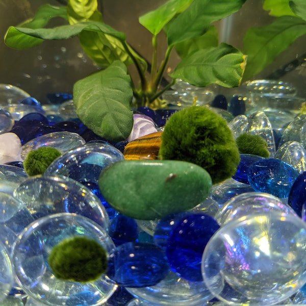 Large Java Moss Ball for Terrarium Planted Tank Live Aquarium ...