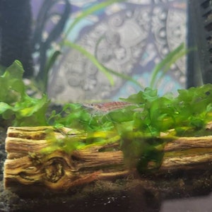 X2 Subwassertang Moss on Cholla Wood Shrimp Hideout & Betta Aquarium ...