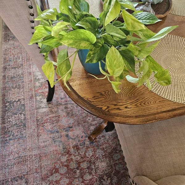 4" African Violet “cabbage Patch” - Etsy