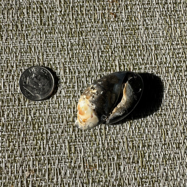 Spiralite Agatized Fossil Seashell: Chalcedony Crystal Shell - Etsy