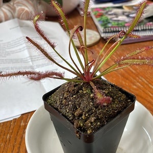 Soil Mix for Drosera, Venus Flytrap, and Sarracenias - Etsy
