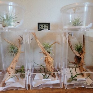 Air Plant Xeric Variety Mix of 10 Airplant Tillandsia | Etsy