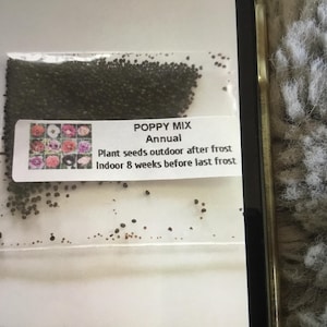 CATMINT, Catnip Seeds - Persian Blue, Great Ground Cover, Perennial, 50 ...