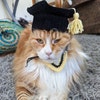 Graduation Costume for Cat, Graduation Cat Cap, Gift for Cat Lover, Cat ...