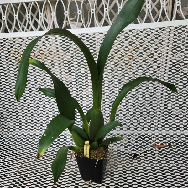 Very Rare Orchid Species Bulbophyllum Bulb Caudatum Rare Live Plant - Etsy