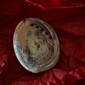 Smudge Shell With Sage personal Size - Etsy