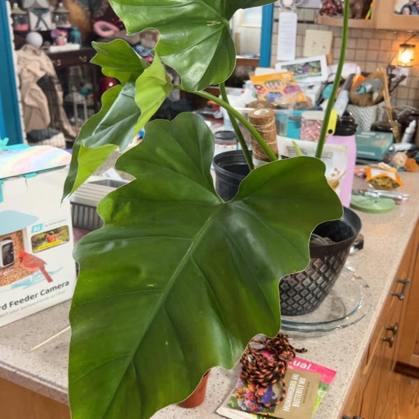 PHILODENDRON SUBINCISUM Huge CUTTING Aka Wilson Wilsonii Ee Not ...