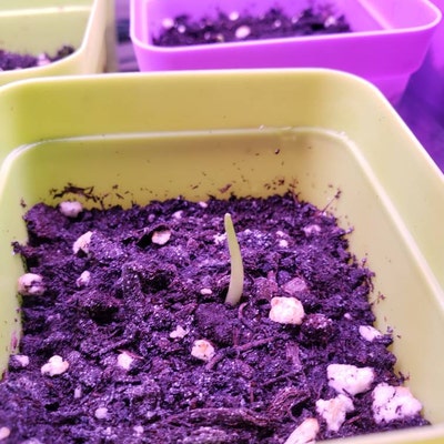 Aloe Striata 10 Seeds 'ghost Aloe' Succulent Uncommon - Etsy