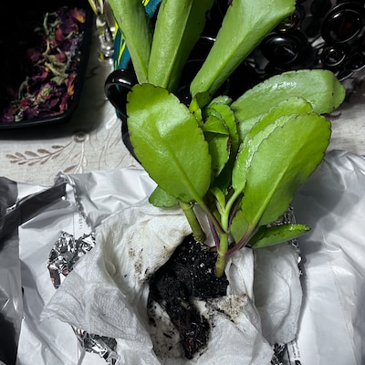 Semi Contra, Epazote, Wormweed Fresh or Dried 1 Oz - Etsy