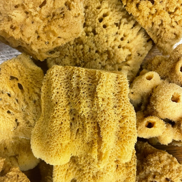 Nautical Gifts 7 VARIETY Tabletop Display Sea Sponge Sea Shell Cottage ...