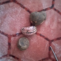 UDA, Hwentia, Grains of Selim, Xylopia Aethiopica, Uda Seed, Uda Spice ...