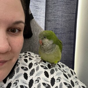 Poo Protector Clothing Protector Parrot/pet Bird Accessory Bird Apron ...