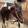 Beautiful Black Bitless Hackamore Complete Rawhide Bosal and Mecate ...